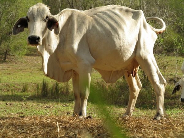 Cattle Starvation Investigation - Farm Animal Rescue