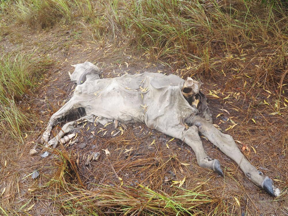 Cattle Starvation Investigation - Farm Animal Rescue