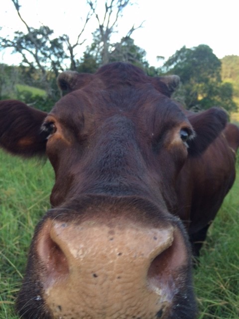 mary - Farm Animal Rescue