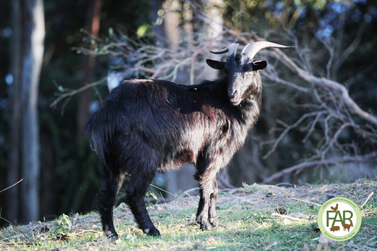 Gabriel - Farm Animal Rescue