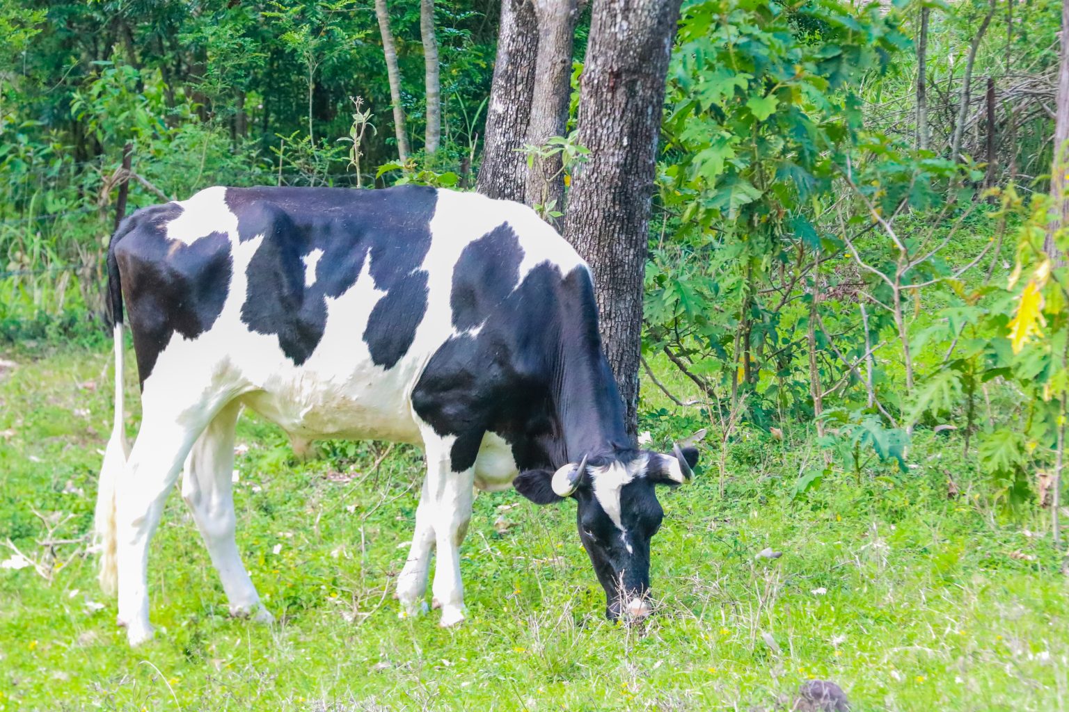 Cale - Farm Animal Rescue