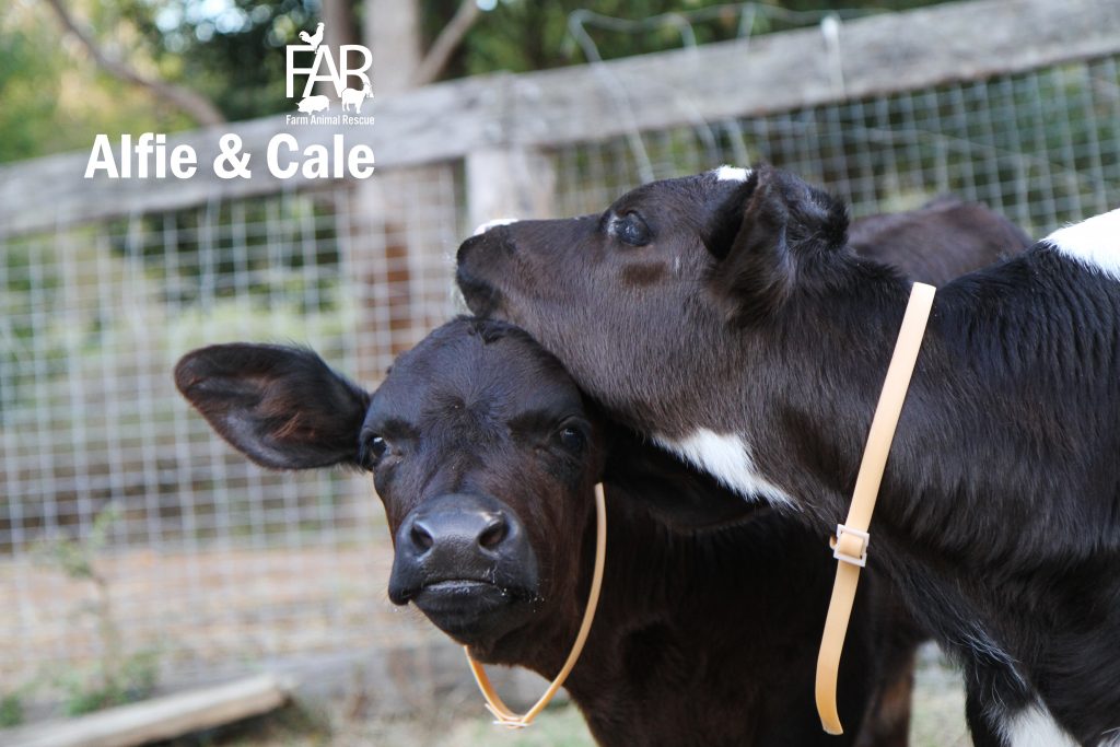 Cale&Akfie - Farm Animal Rescue
