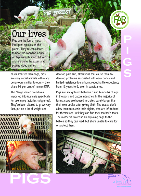 Pigs - Farm Animal Rescue