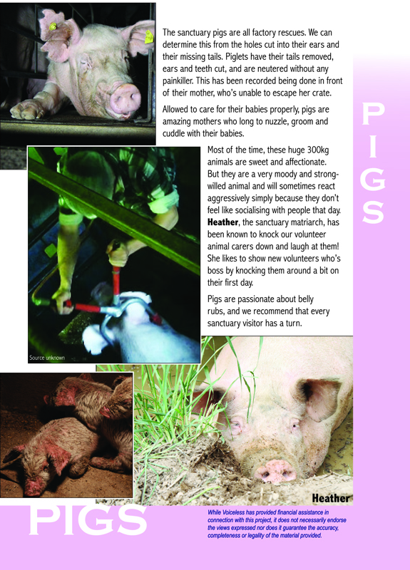 Pigs - Farm Animal Rescue