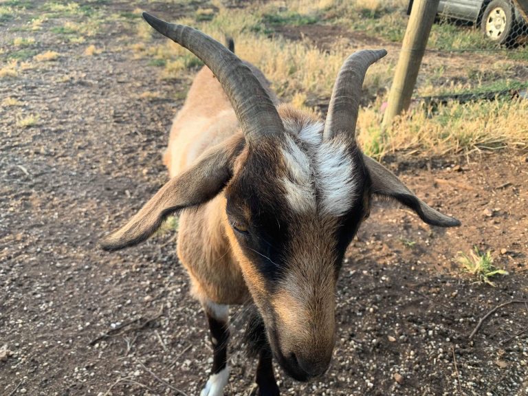 Tilly - Farm Animal Rescue