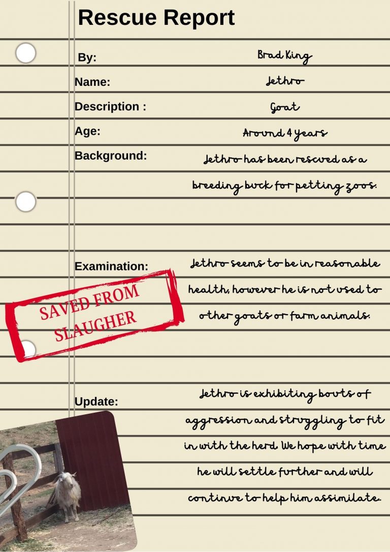 Jethro - Farm Animal Rescue