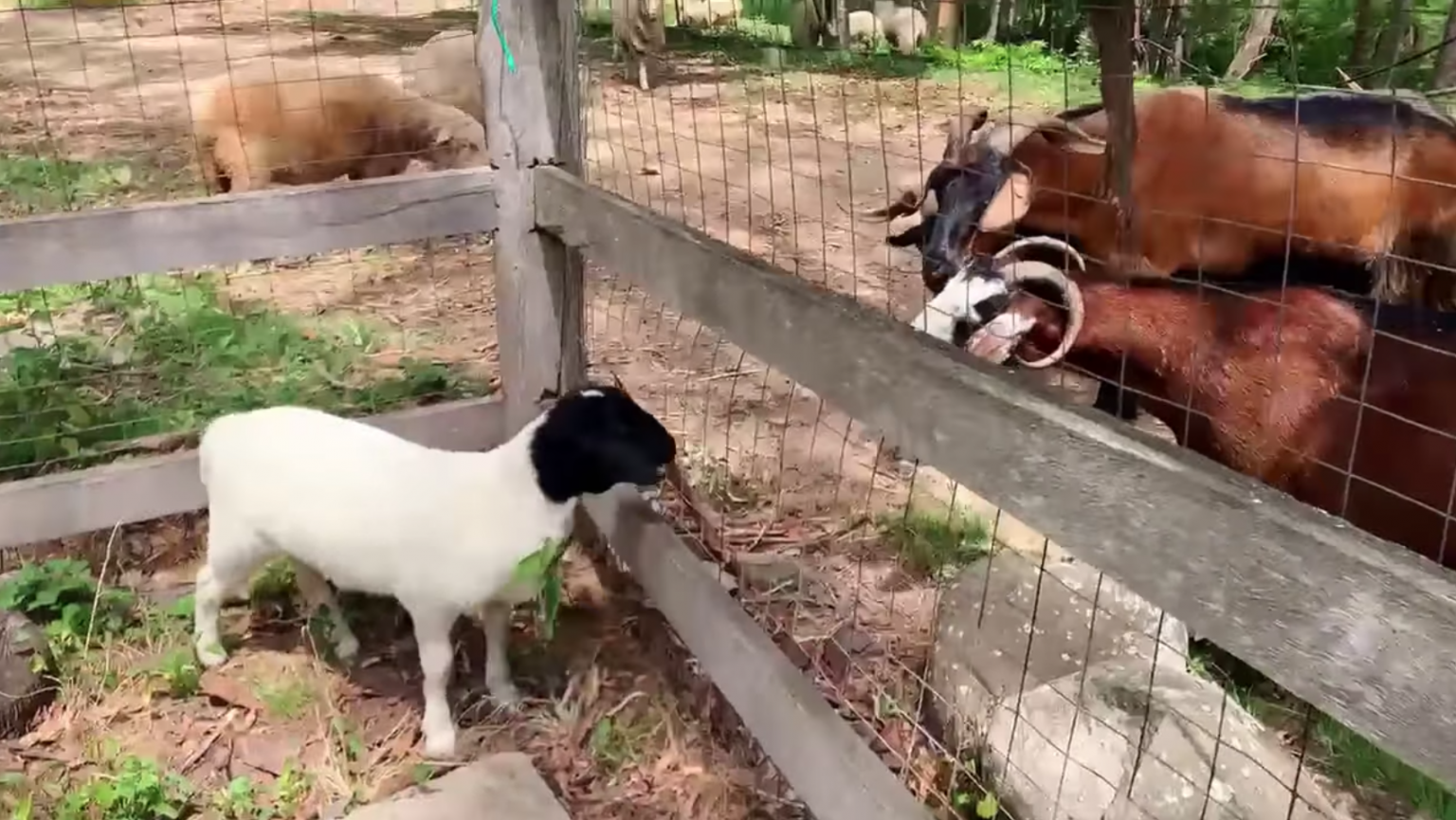 Sean - Farm Animal Rescue