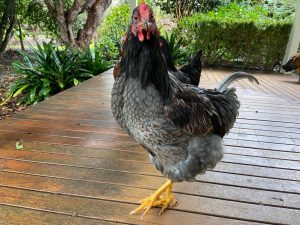 Adopt an Animal - Farm Animal Rescue