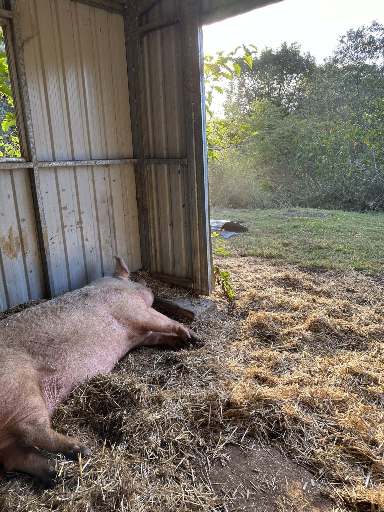Dorothy's Dream|Rescued Pig - Farm Animal Rescue